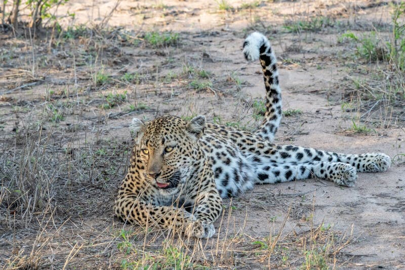 Leopard Resting with Tail Up Stock Image - Image of carnivore, female ...
