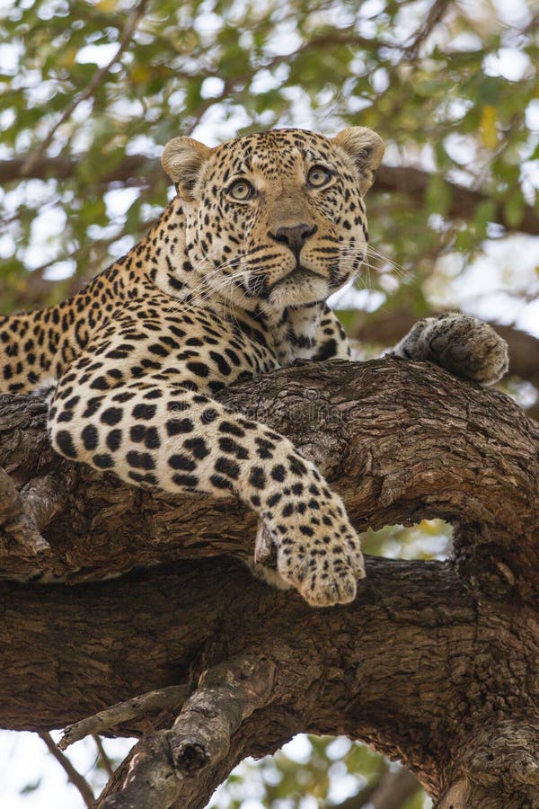 Female Leopard Resting in Tree Stock Image - Image of animal, animals ...