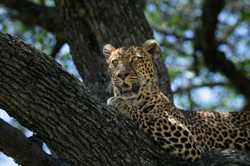 Female Leopard Resting on a Tree Branch Stock Photo - Image of anderson ...