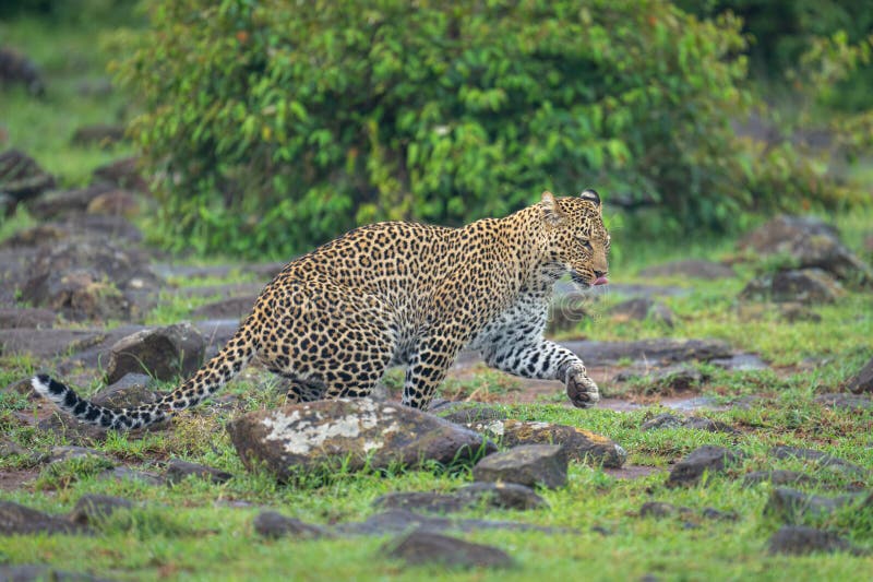 Female Leopard stock image. Image of big5, grassland - 225046833