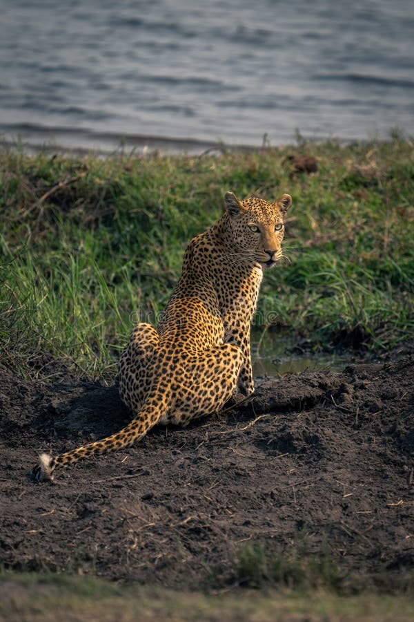 Female Leopard Sits Looking Back on Riverbank Stock Image - Image of ...
