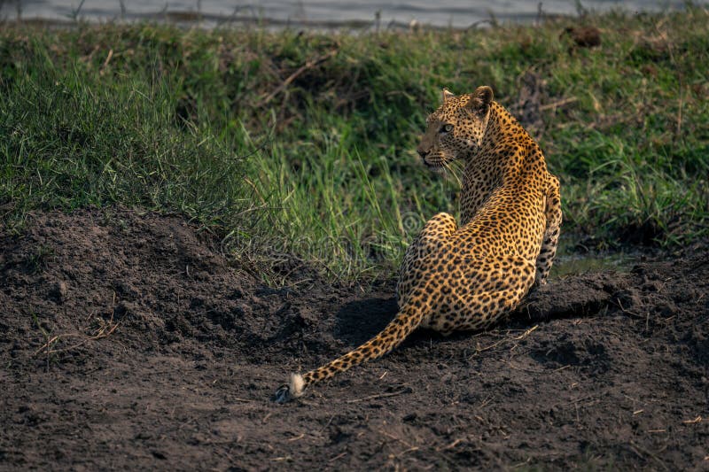 Female Leopard Sits Near River Looking Back Stock Image - Image of ...