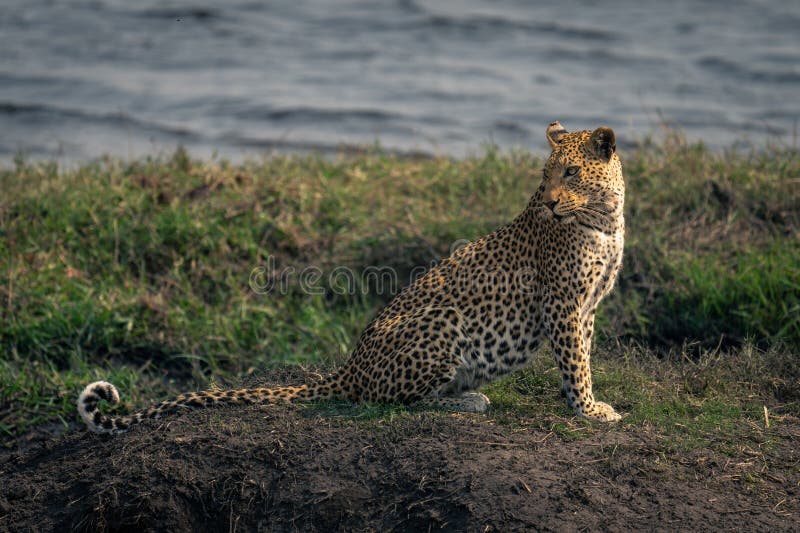 Female Leopard Sits on Riverbank Looking Round Stock Image - Image of ...