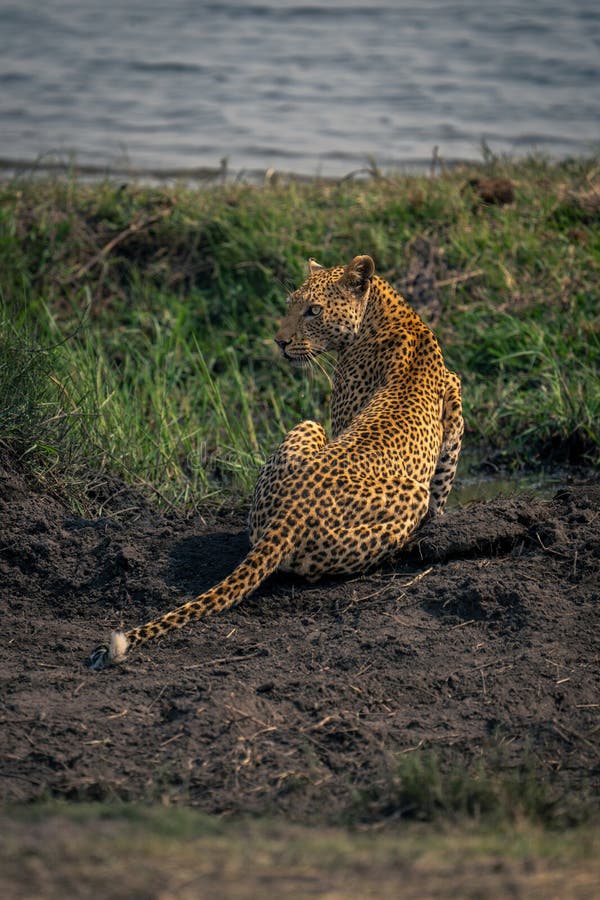 Female Leopard Sits on Riverbank Turning Round Stock Photo - Image of ...
