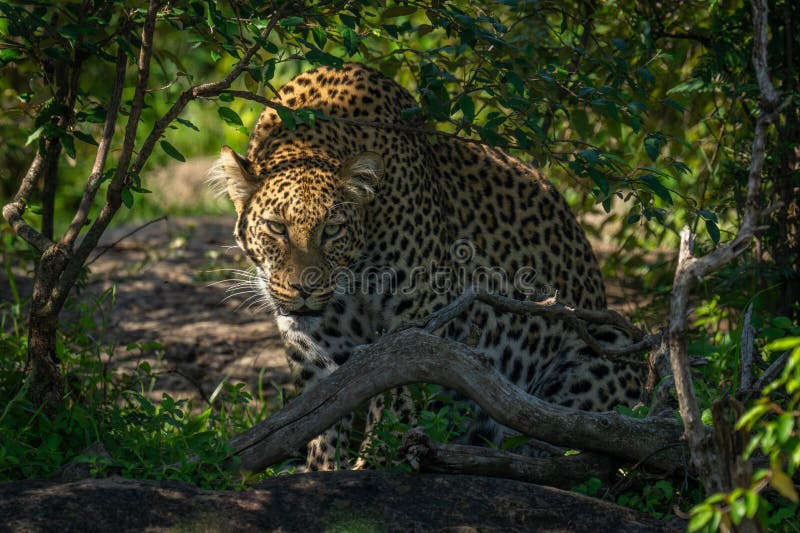 Female Leopard Sits Staring Out from Bushes Stock Image - Image of ...