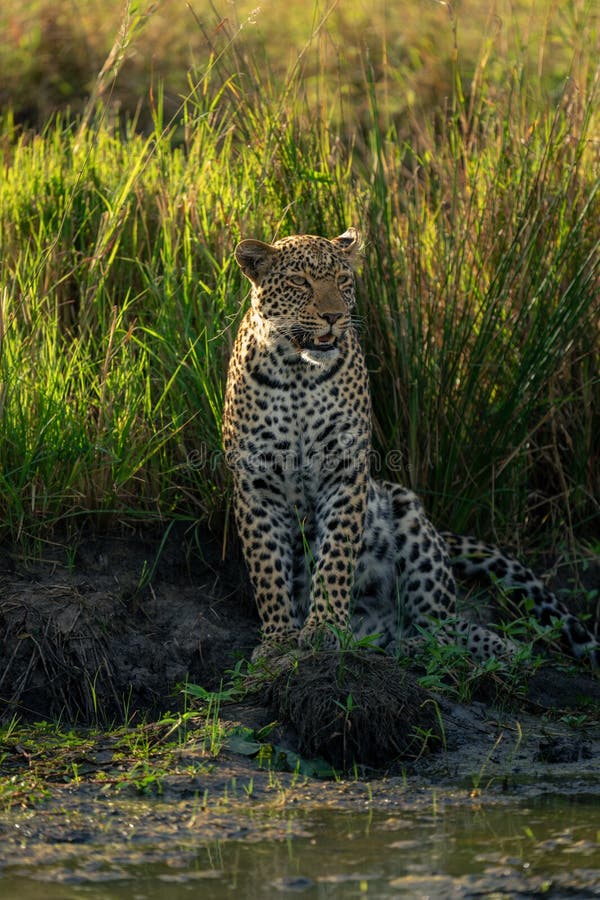 Female Leopard Sits by Waterhole Turning Head Stock Photo - Image of ...