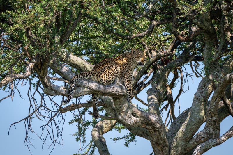 Female Leopard Sitting on Branch Dangling Leg Stock Image - Image of ...