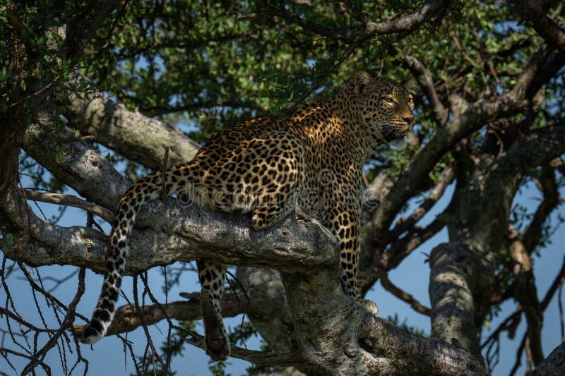 Female Leopard Sitting in Tree Dangling Leg Stock Photo - Image of ...
