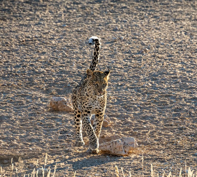 Female Leopard stock image. Image of big5, grassland - 225046833