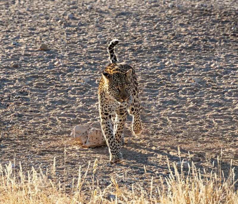 Female Leopard stock image. Image of big5, grassland - 225046833