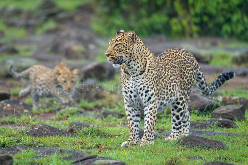 Female Leopard Stands with Cub among Rocks Stock Photo - Image of ...