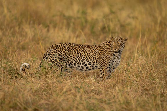 Female Leopard Stands in Grass Looking Round Stock Photo - Image of ...