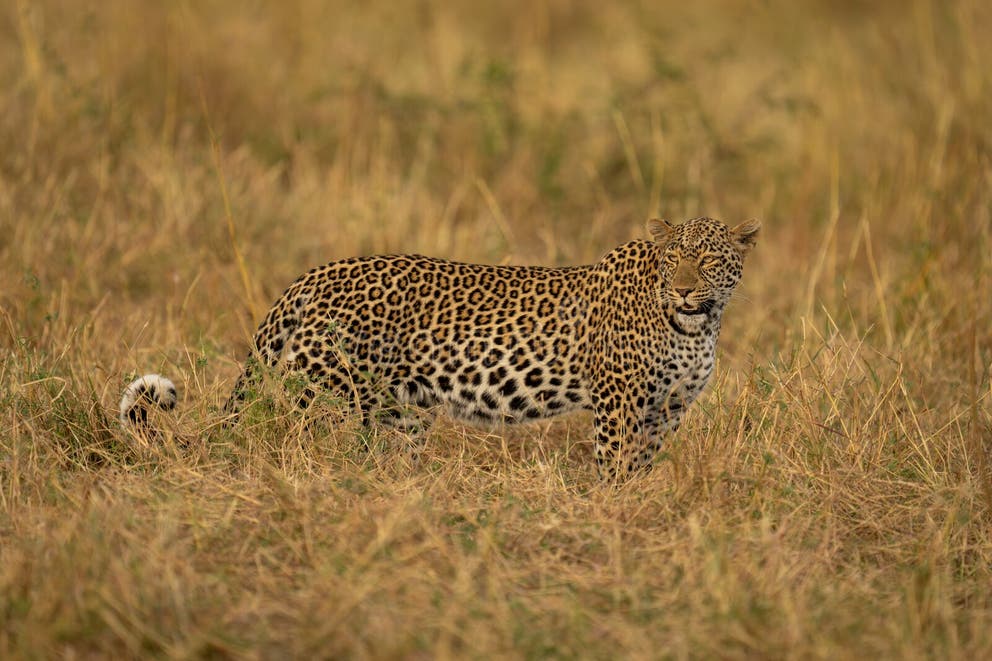 Female Leopard Stands in Grass Looking Round Stock Photo - Image of ...