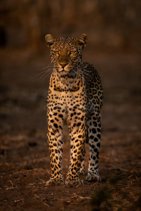 Female Leopard Stands on Sand Looking Ahead Stock Image - Image of ...
