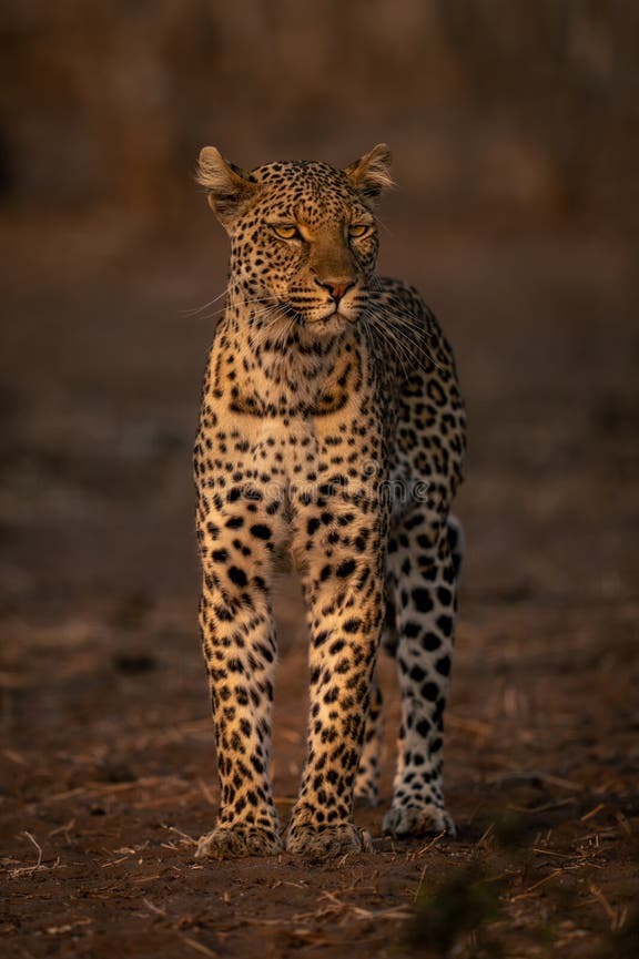 Female Leopard Stands on Sand Turning Head Stock Photo - Image of ...