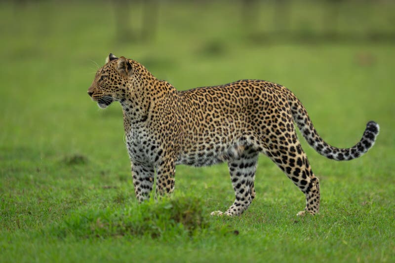 Female Leopard Stands Staring Ahead on Grass Stock Photo - Image of ...