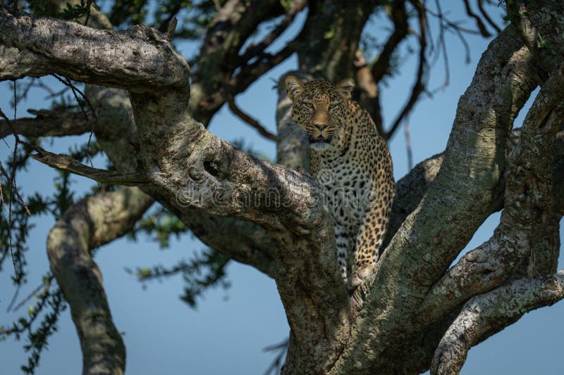 Female Leopard Coming Out a Tree Stock Photo - Image of south, hunter ...