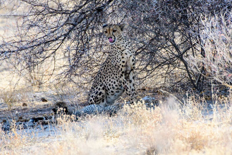 Female Leopard Taking Shade Stock Image - Image of leopard, bush: 84821329