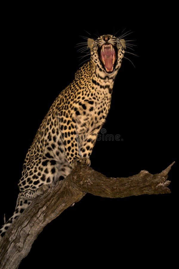 Female Leopard stock image. Image of big5, grassland - 225046833