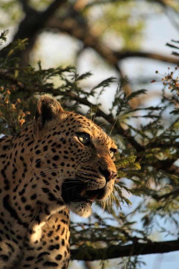 Female leopard in tree stock photo. Image of leopard - 66723612