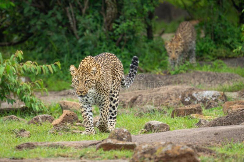 Female Leopard Walking Across Grass among Rocks Stock Photo - Image of ...