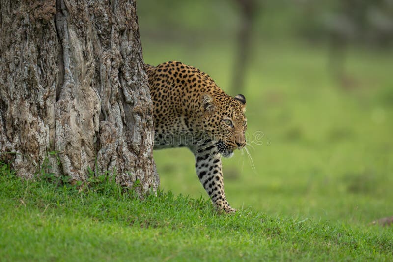 Female Leopard Walks Out from Behind Tree Stock Image - Image of ...
