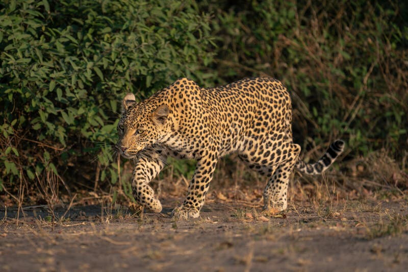 Female Leopard Walks Past Bushes Lifting Foot Stock Photo - Image of ...