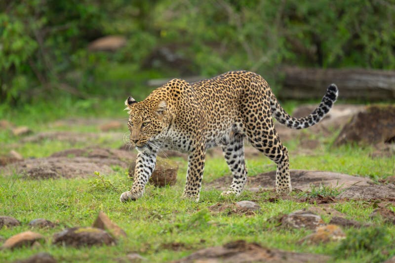 Female Leopard Walks through Rocks Lifting Paw Stock Photo - Image of ...