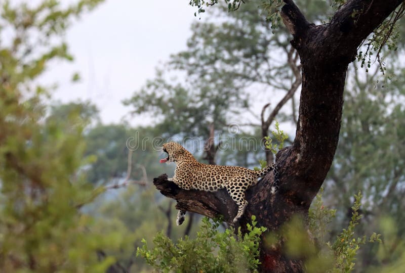 Female Leopard Yawns Lazily while Laying on a Tree Stock Image - Image ...