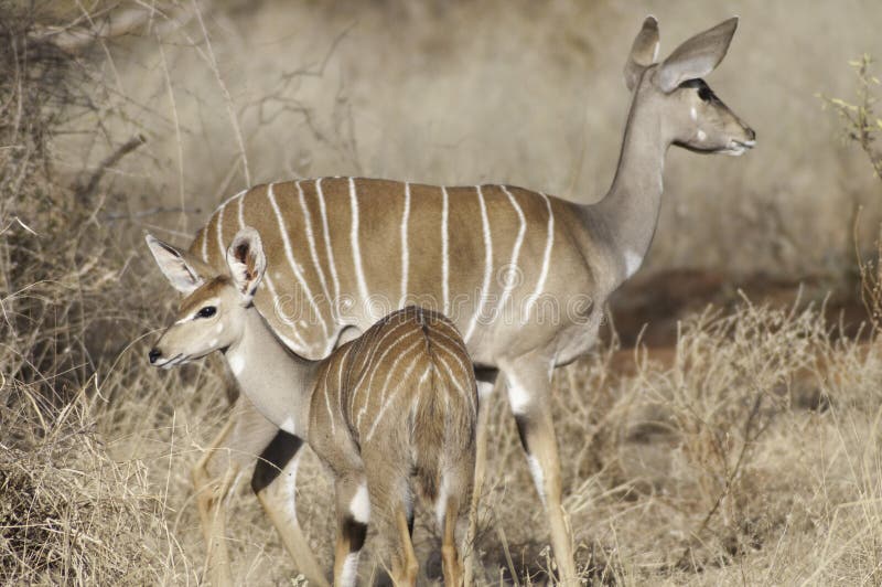 Lesser Kudu Baby
