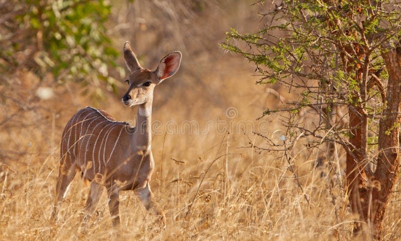 A female Lesser Kudu stock photo. Image of hair, fauna - 24040072