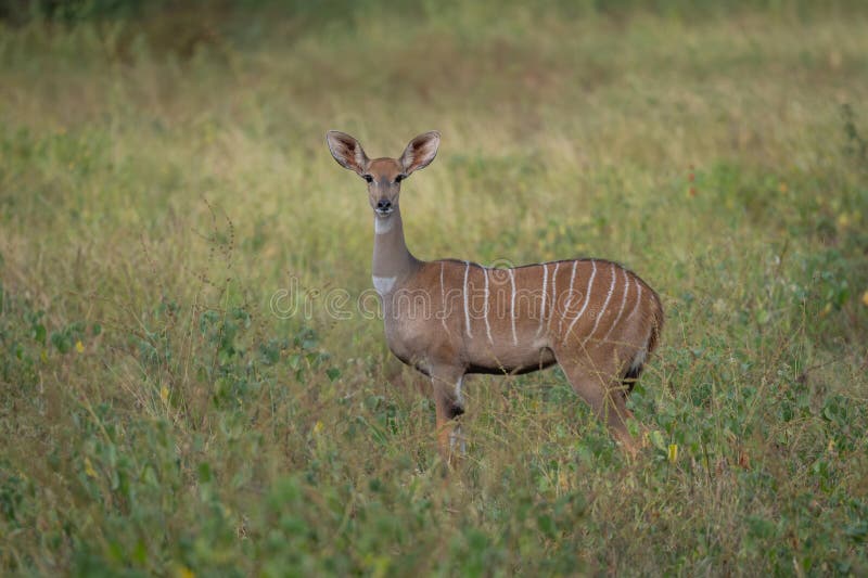 Female Lesser Kudu in Bushes Watching Camera Stock Image - Image of ...