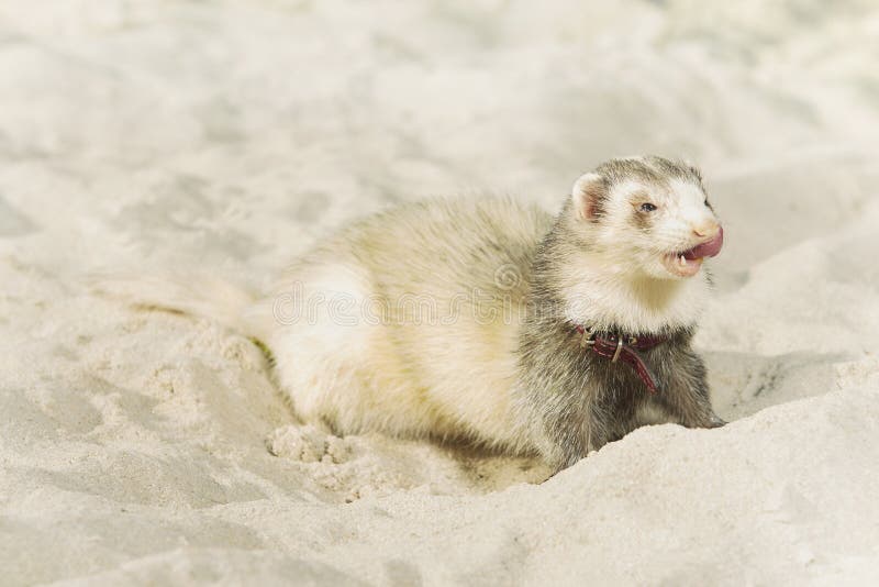 Ferret Portrait in Studio in Police Style with Hat and Handcuffs Stock ...
