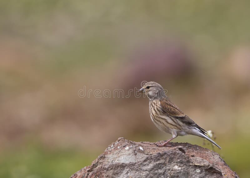 Female Linnet (Carduelis Cannabina) Stock Image - Image of bird, wild ...