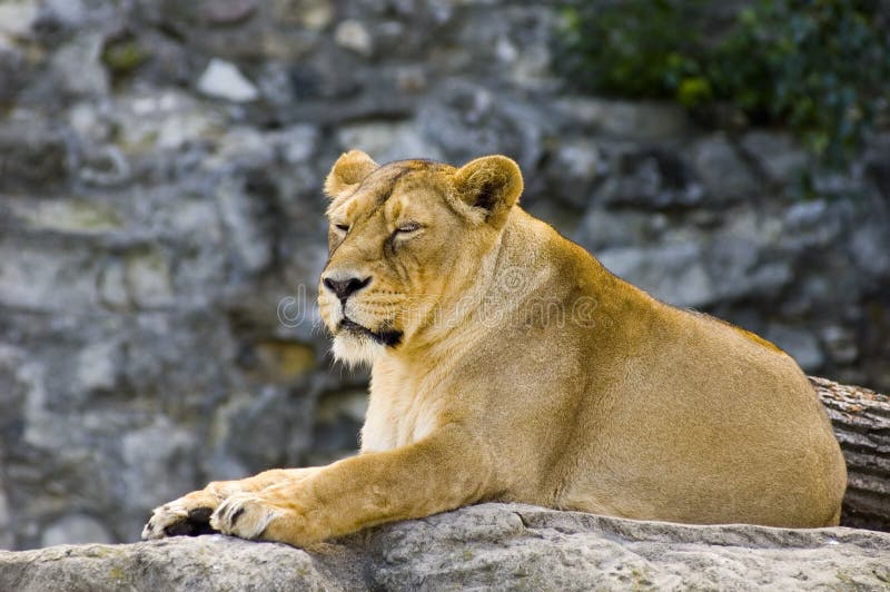 Female lion stock photo. Image of natural, backcountry - 1089936