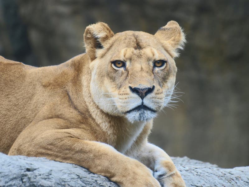 Female lion stock photo. Image of field, nature, africa - 13329330