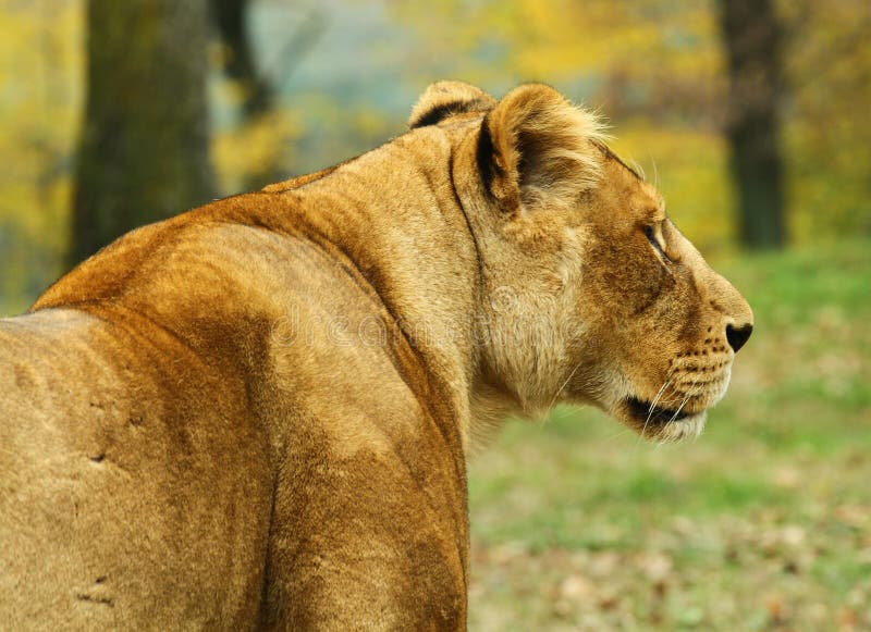 Female Lion stock image. Image of predator, kill, pathera - 16989947