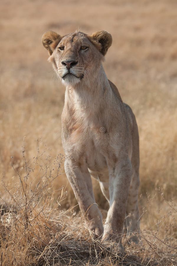 Female Lion stock photo. Image of safari, looking, danger - 18090260