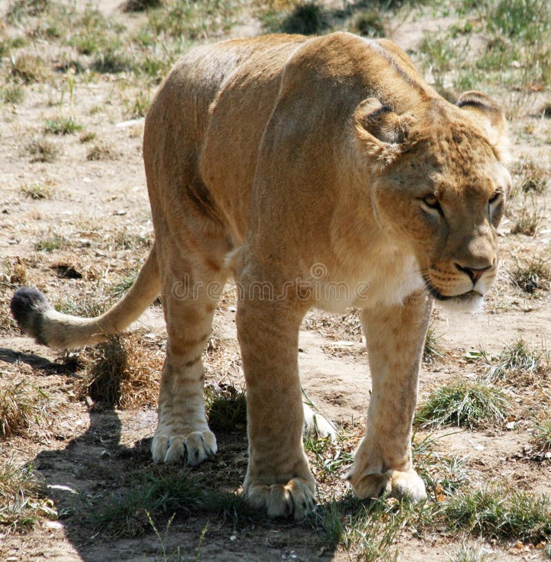 Female lion 2 stock image. Image of feline, animal, africa - 19874219