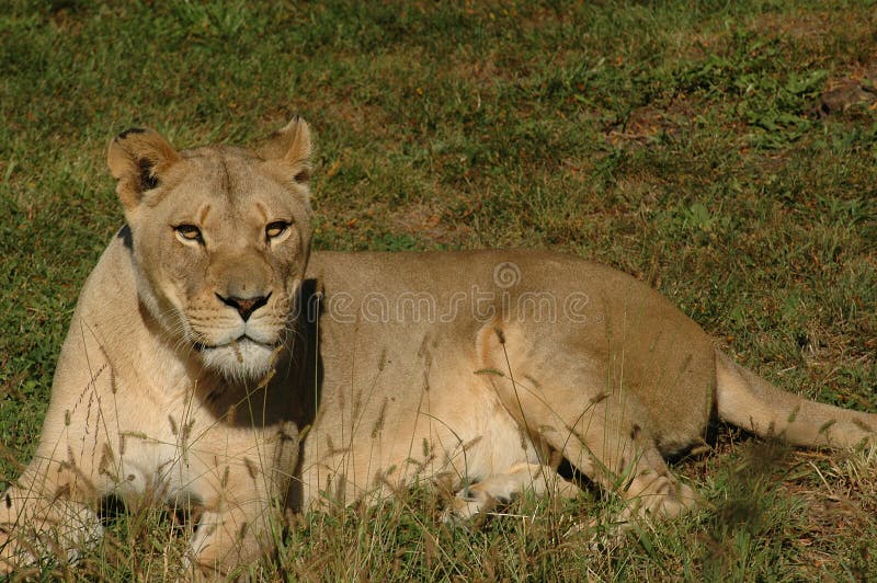 Female Lion stock photo. Image of feline, wild, nature - 2246756