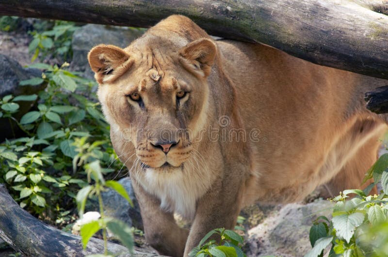 Female Lion Picture. Image: 904209