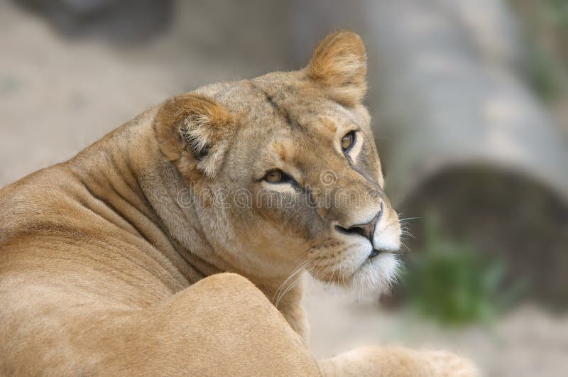 Female Lion Picture. Image: 887939