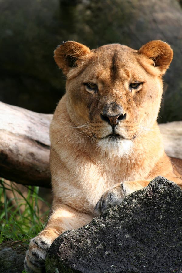Female Lion Picture. Image: 904209