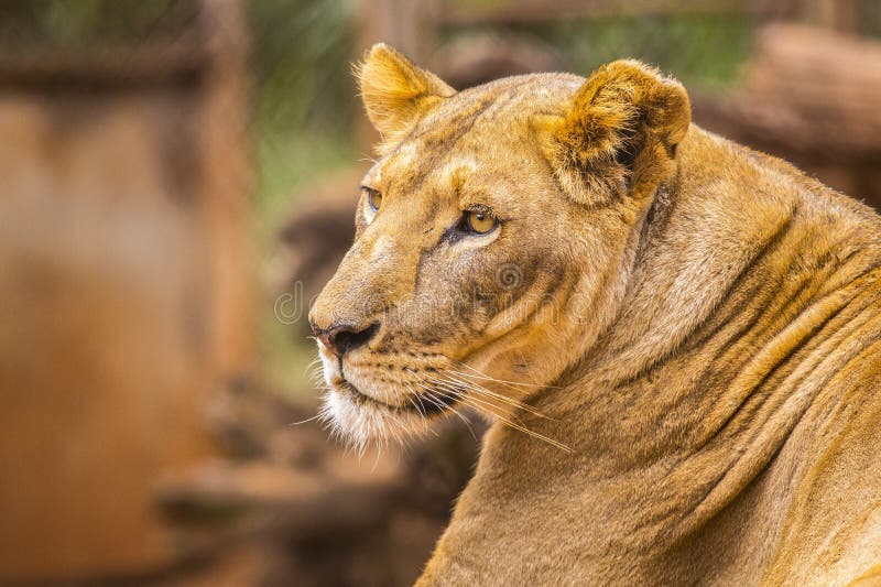 Female Lion in an Animal Orphanage in Kenya Stock Image - Image of ...