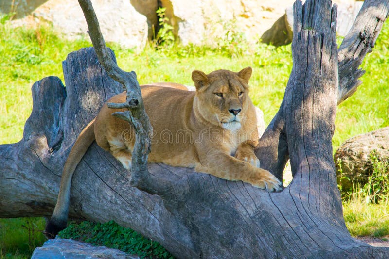 Female Lion stock photo. Image of lion, surounded, nice - 75902318