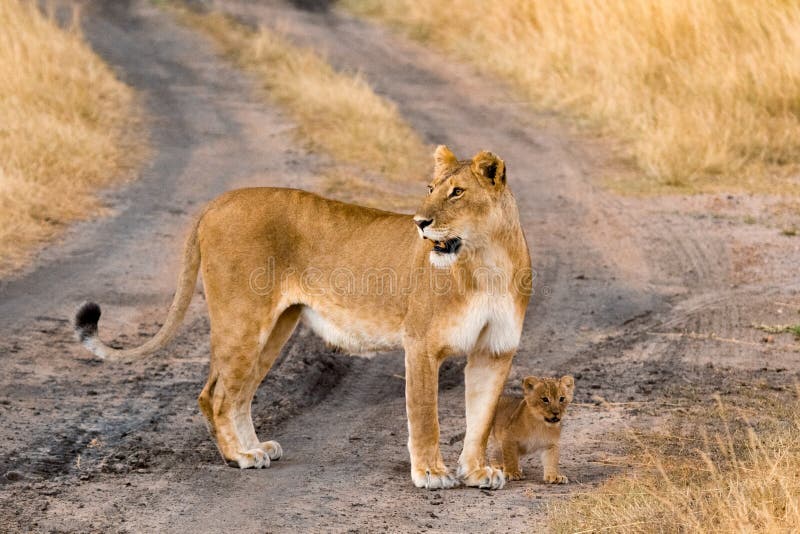 Young lion cub running stock photo. Image of african - 16344832