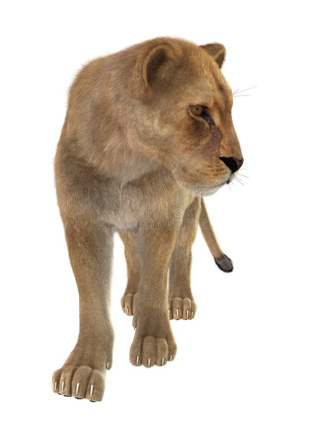 Side View of a Lion Cub Standing, Pawing Up, 7 Weeks Old Stock Photo ...