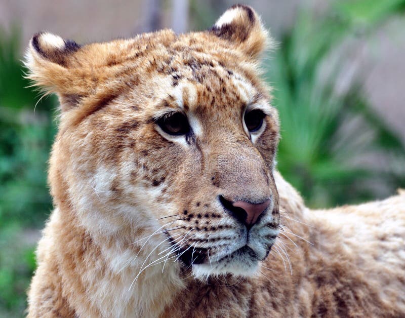 A female Lion face stock image. Image of safety, afrian - 24363251