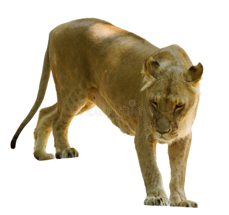 Female lion stock photo. Image of front, predator, standing - 44502882