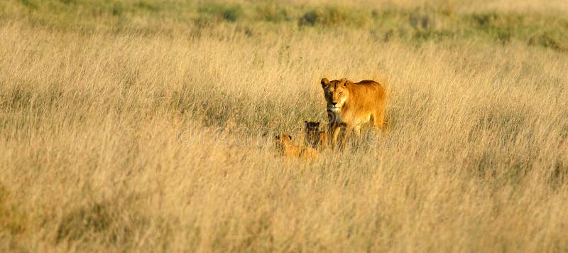 Female lion leading kids stock image. Image of mammals - 26753477